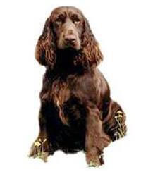 Thông tin & Tính cách của Chó Field Spaniel - Pedigree® Việt Nam