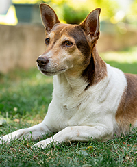 100+ các loại giống chó - Pedigree® Việt Nam